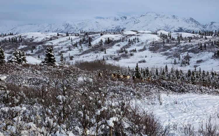 Alaska Fishing Guide 2026 | Regulations & Local Overview | The Inside ...