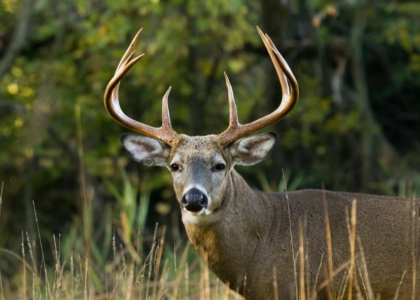 Best Crossbow for Deer Hunting 2025:… | The Inside Spread