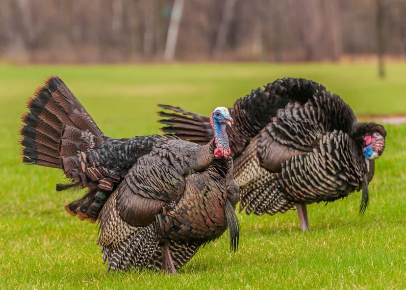 Iowa Spring Turkey 2026 | The Inside Spread