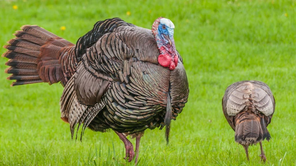 Georgia Spring Turkey 2026 | The Inside Spread