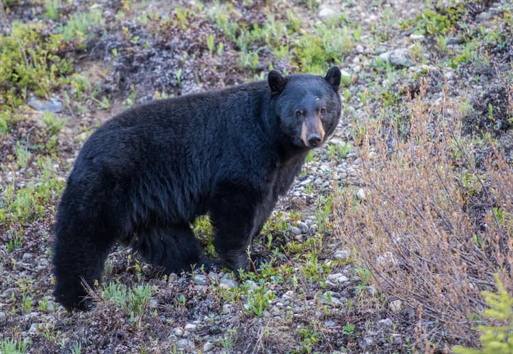 Idaho Spring Black Bear Hunting 2026:… | The Inside Spread