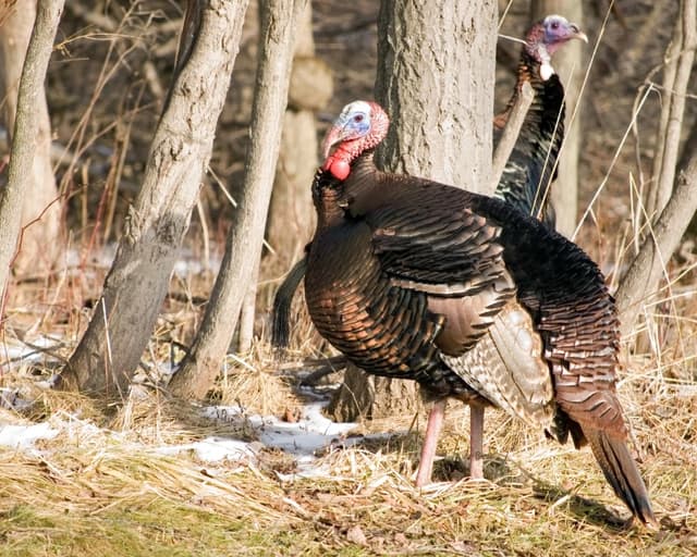 Idaho Spring Turkey 2026 | The Inside Spread
