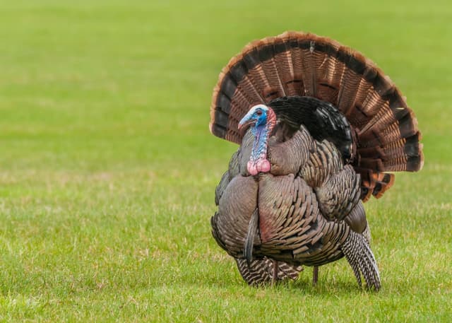 Connecticut Hunting Guide 2026 | Seasons, Regulations & Best Spots ...
