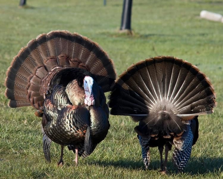 New York Spring Turkey 2026 | The Inside Spread