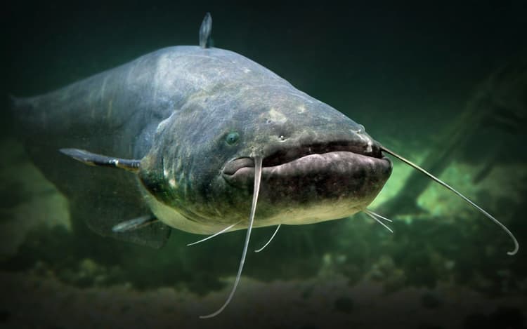 Maryland Blue Catfish Fishing 2026 | The Inside Spread