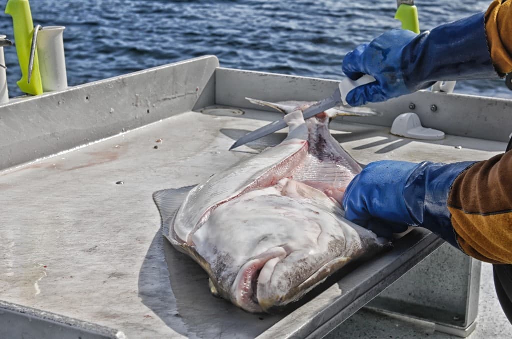 Delaware Summer Flounder Fishing 2026 | The Inside Spread