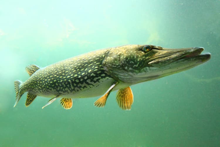 Minnesota Muskellunge Fishing 2026 | The Inside Spread