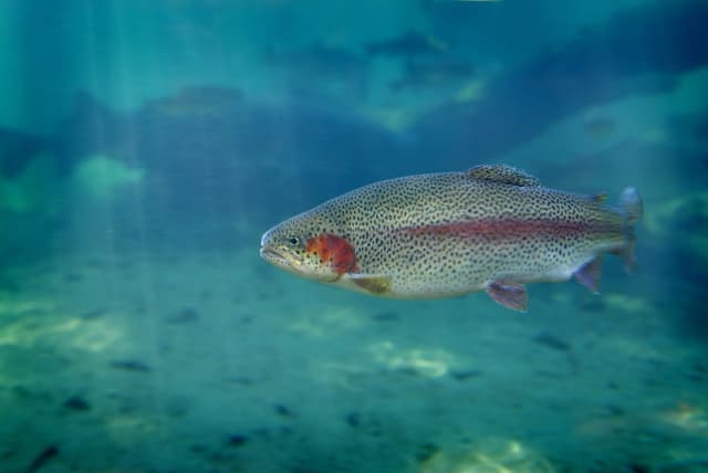 Montana Rainbow Trout Fishing 2026 | The Inside Spread