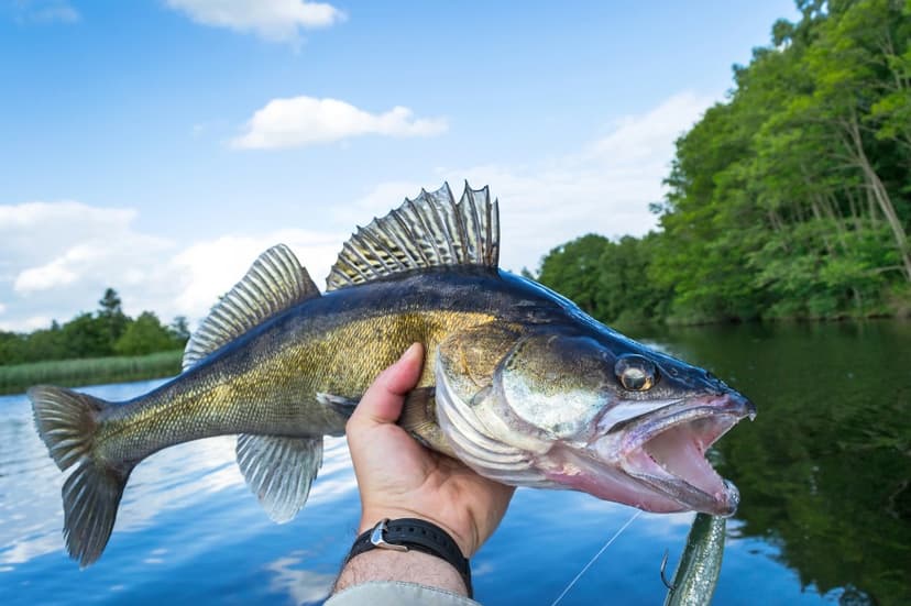 Oregon Fishing Licenses & Regs 2026 | The Inside Spread
