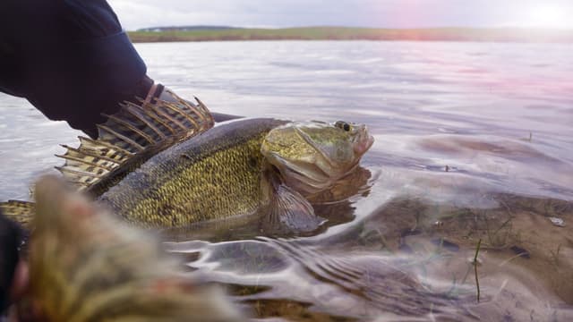 Michigan Walleye Fishing 2026 | The Inside Spread