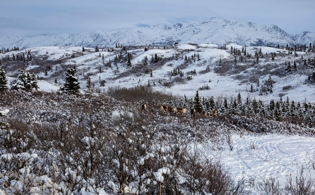 Alaska Hunting Guide 2026 | Seasons, Regulations & Best Spots | The ...