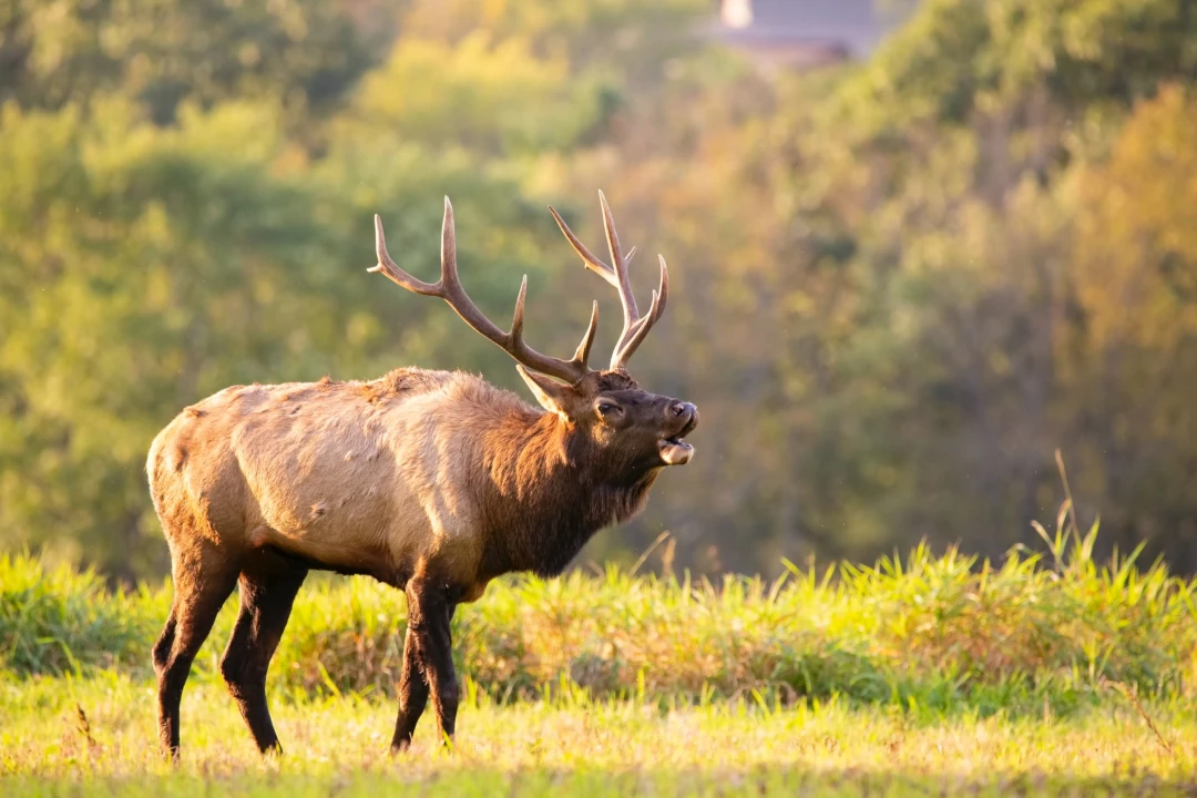 Understanding Hunt Draws and Why They… | The Inside Spread