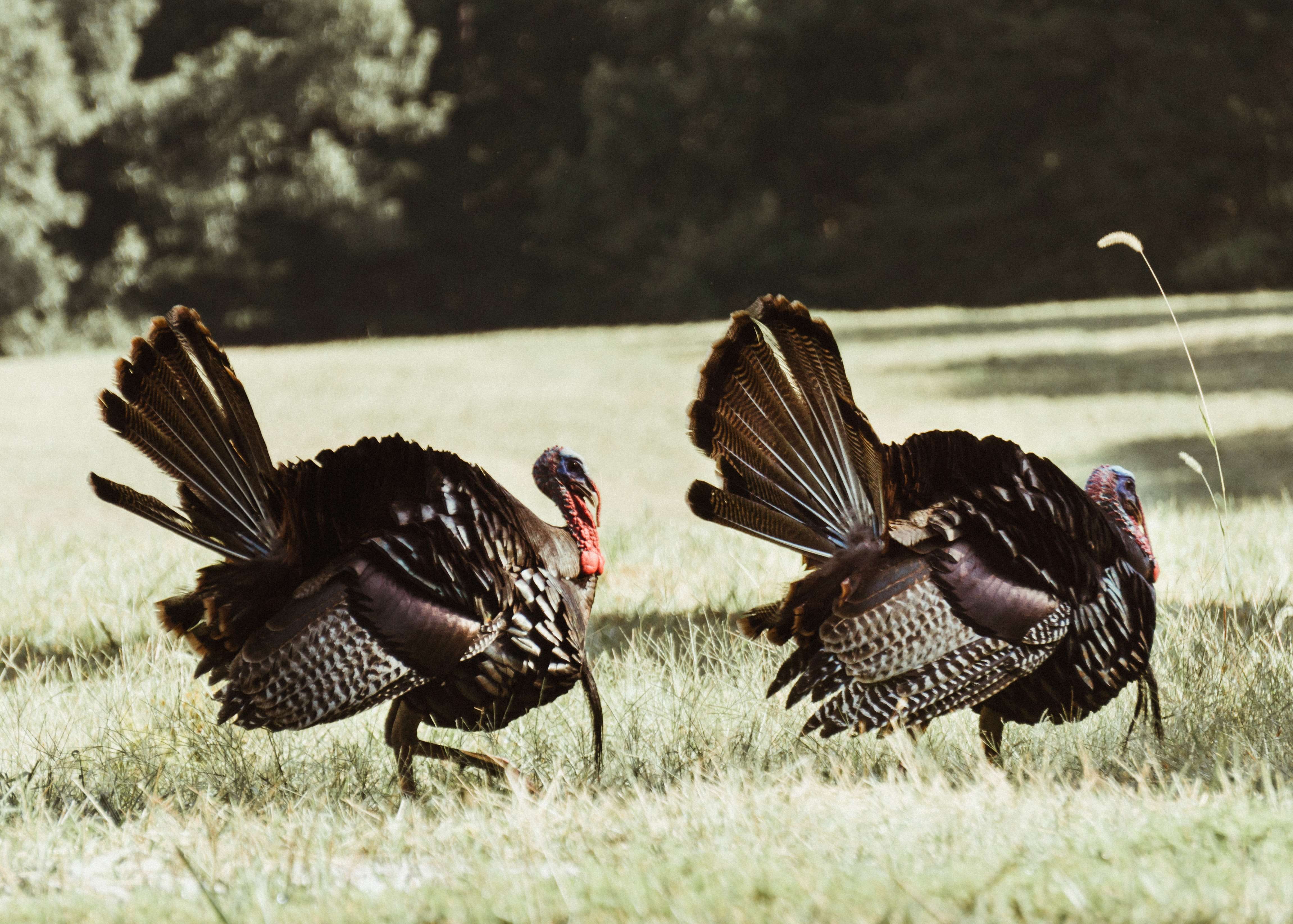 The Future of Wild Turkey Populations | The Inside Spread
