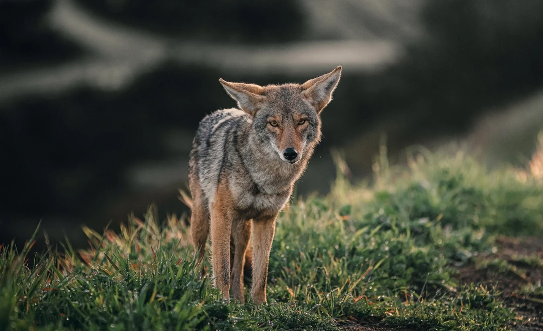 New York Hunting Guide 2026 | Seasons, Regulations & Best Spots | The ...