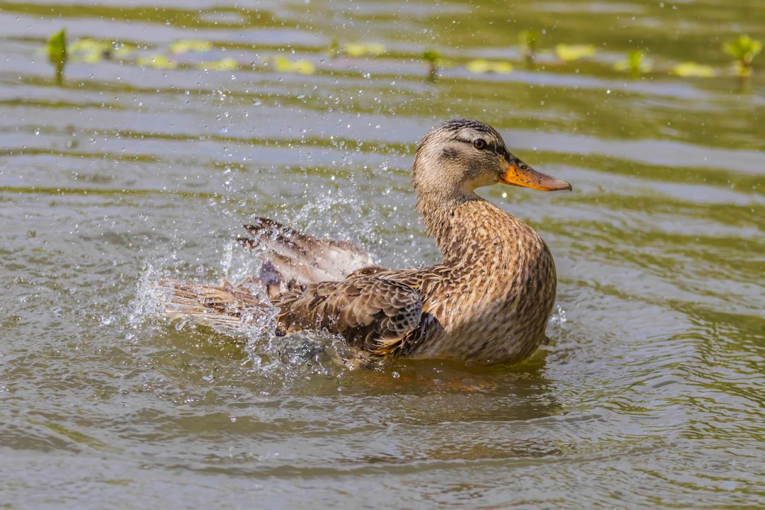 Expanded Hunting Access at Minnesota… | The Inside Spread