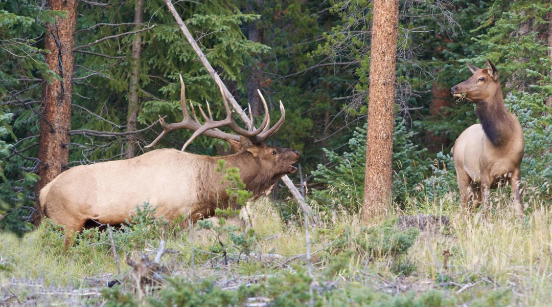 Why Hire a Hunting Consultant?… | The Inside Spread