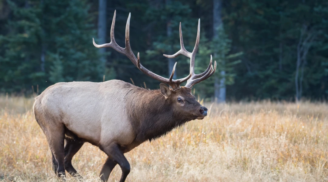 Utah Hunting Guide 2026 | Seasons, Regulations & Best Spots | The ...