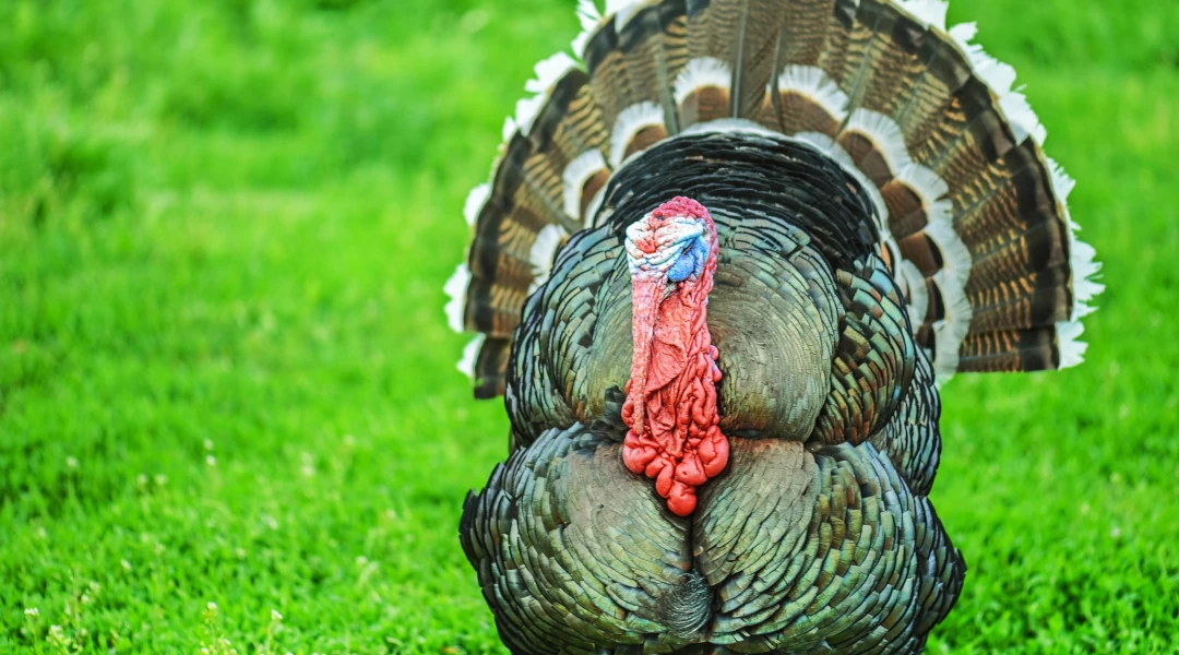 How to Scout Turkeys in Idaho: 2025… | The Inside Spread