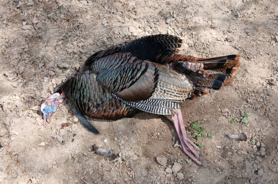 Kansas Spring Turkey 2026 | The Inside Spread