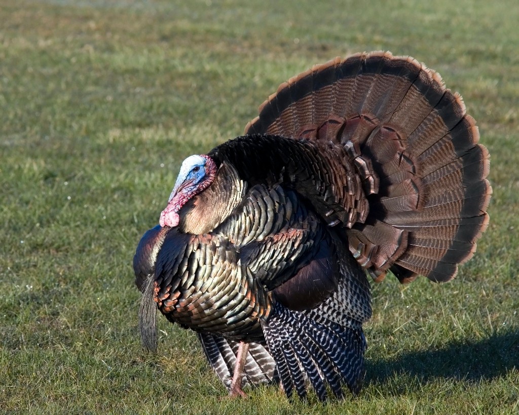 Iowa Spring Turkey Hunting 2026: Seasons, Tags & Public Land | The ...