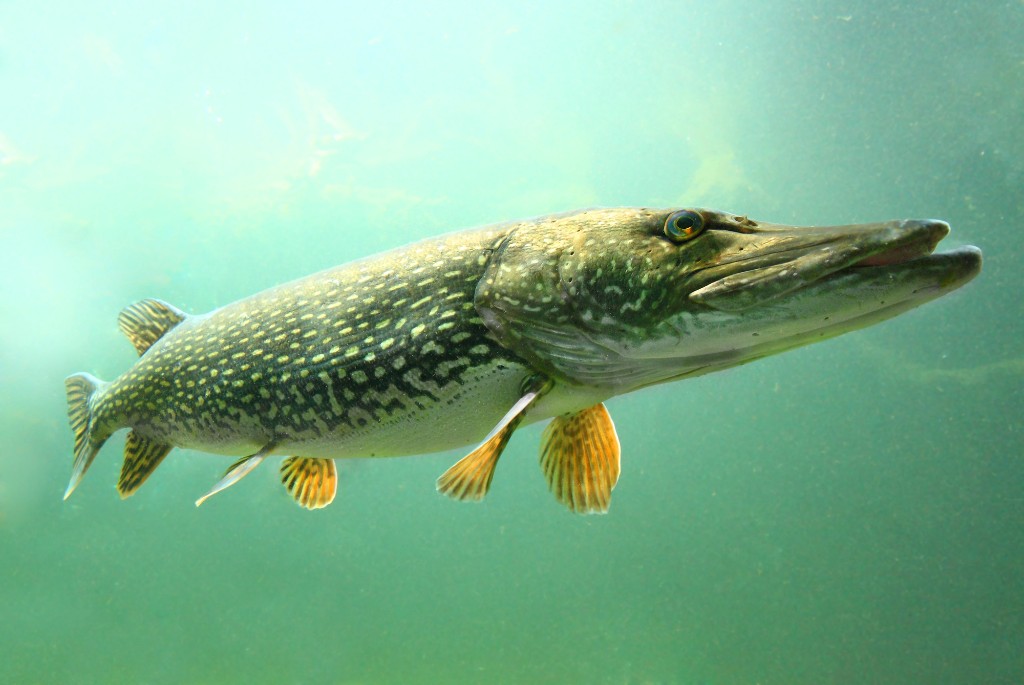 Minnesota Northern Pike Fishing 2026 | The Inside Spread
