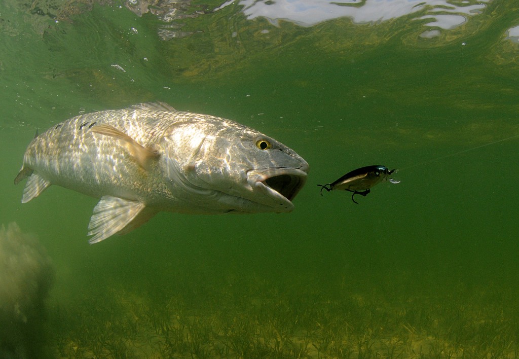 Florida Snook Fishing 2026 | The Inside Spread