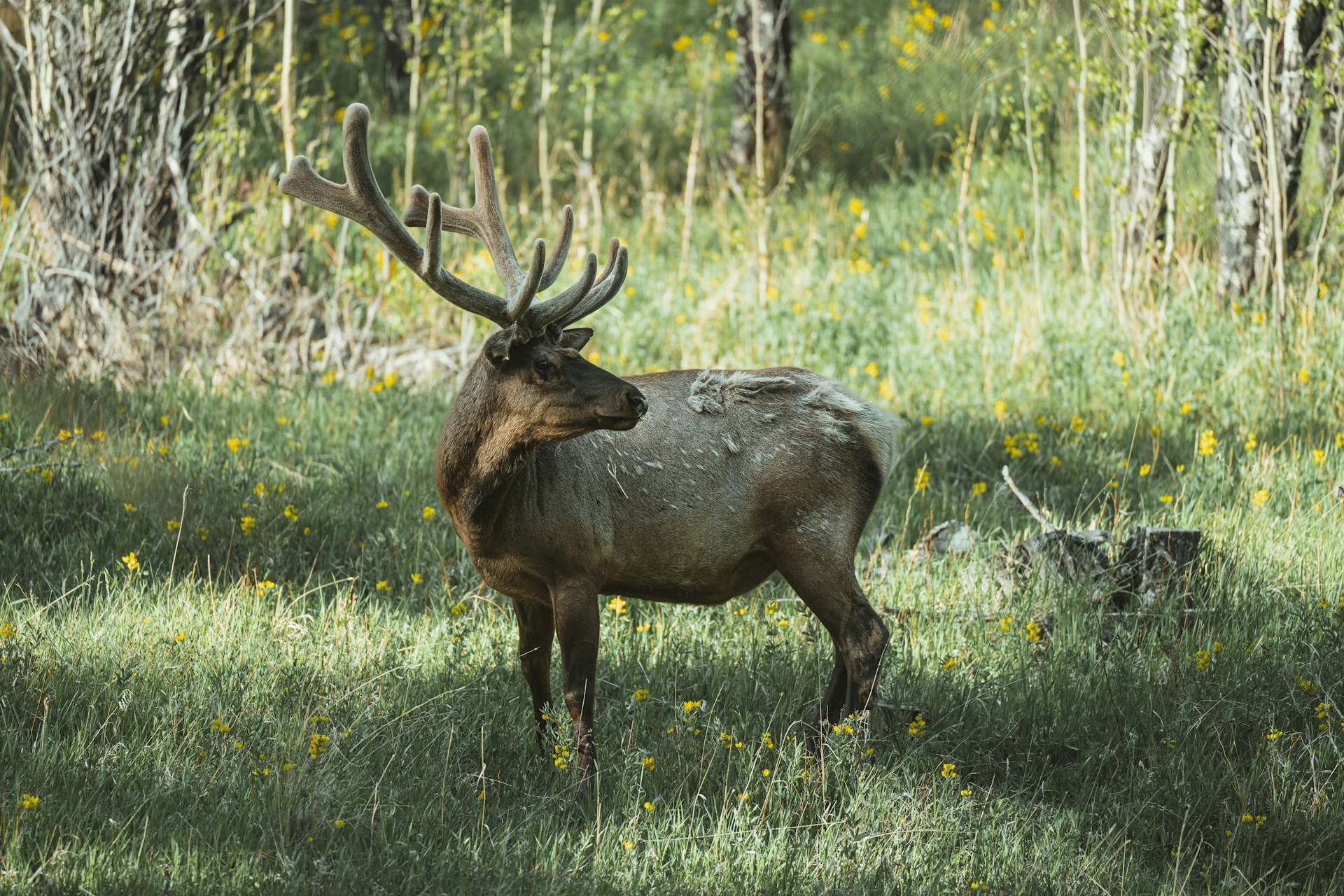 Colorado Elk Hunting 2026: Season… | The Inside Spread